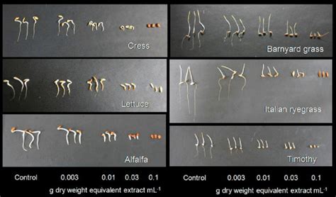 Effect Of Aqueous Methanol Extracts Of L Chinensis On The Seedling Download Scientific Diagram