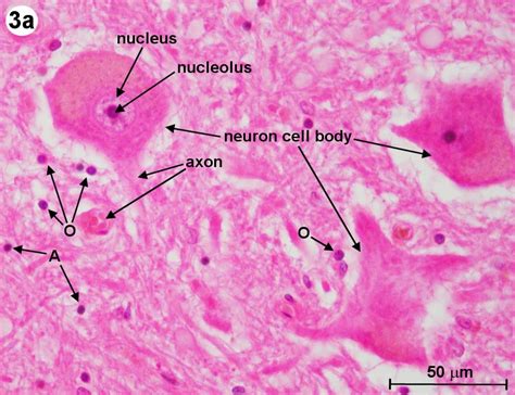Oligodendrocytes Histology