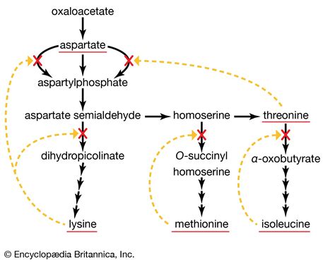 Enzyme Inhibitor Examples