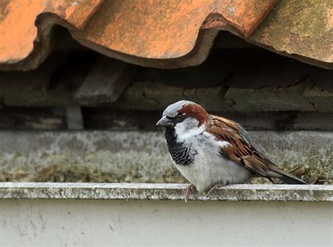 Van Kwetterplezier Naar Stilte Geert Mist Huismus In Zijn Tuin ‘het