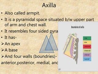 Axilla Pptx
