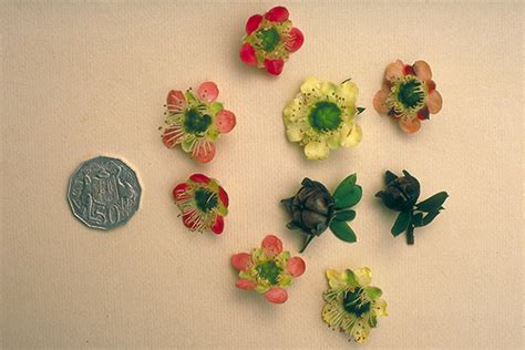 Leptospermum Macrocarpum Australian Native Plants Society Australia