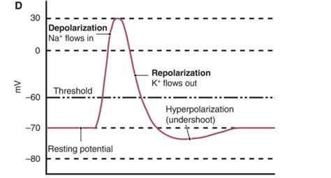 Action Potential Diagram Quizlet