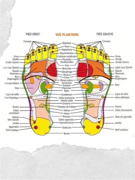 Réflexologie Plantaire Occidentale Stéphanie Raoul Naturopathe
