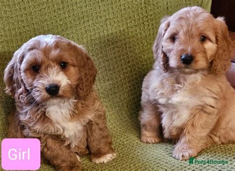 Lovely Cockapoo X Caviler Puppies For Sale For Sale In Carmarthen