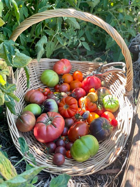 Heirloom Tomatoes Know Grow And Sow