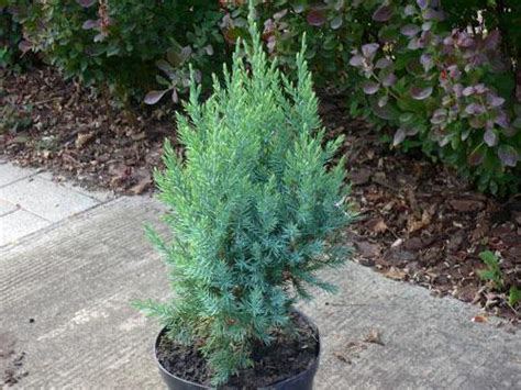 Можжевельник комнатный: описание, особенности выращивания, фото