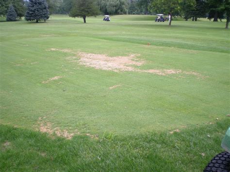 Ridgeway Country Club Turfgrass Management Pythium Blight