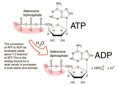 Adenosine Triphosphate