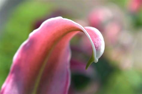 Tree Lily Miss Feya Photo Study Herbidacious