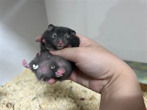 골든햄스터분양 골든햄스터키우기 드워프햄스터 햄스터용품 달빛햄스터리 방문기 네이버 블로그