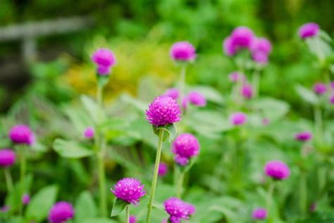 夏も庭を鮮やかに暑さに強い植物夏の花21選 LOVEGREEN ラブグリーン