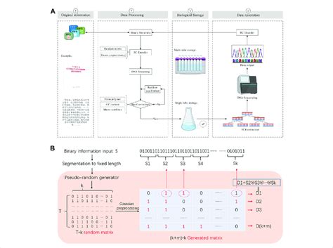 A Dna Storage Flow Chart Our Experiment Stored The Historical Download Scientific Diagram