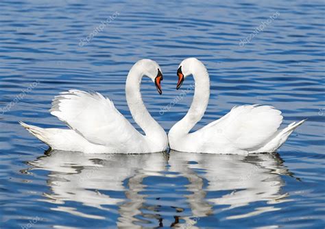 Pareja De Cisnes Blancos Vectores De Cisnes Pareja Descarga Vectores