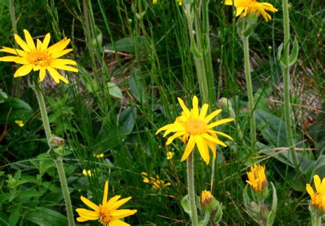 Arnica Montana Wikipedia