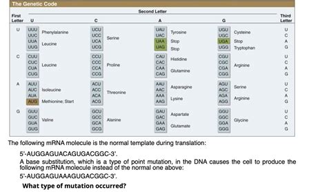 Solved The Genetic Code Second Letter First Letter Third Letter Uuu Phenylalanine Uuc Uua