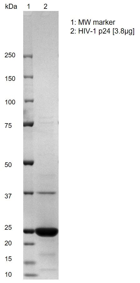 Hiv P24 Clade B Protein Hiv 1clade B The Native Antigen Company