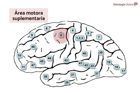 Supplementary Motor Area Syndrome Characteristics Symptoms And Causes 2025