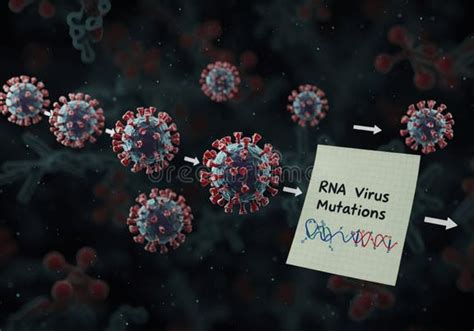 The Role Of Rna Dependent Rna Polymerase Fidelity In Shaping Rna Virus Mutation Rates Stock