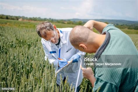 농경학자는 식물 높이를 측정하는 현장에서 작물을 확인합니다 2명에 대한 스톡 사진 및 기타 이미지 2명 50 54세 걱정하는 Istock