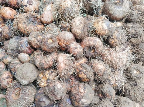 ပိုင်ကျုံမြို့ရှိ ဝဥစိုက်တောင်သူများ ဝဥပေါ်ချိန်၌ မိသားစုအပိုဝင်ငွေရရှိ Information And Public