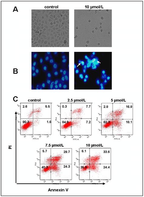 Bb Dimethylacrylshikonin Induced Apoptosis In Sgc 7901 Cells A Cell