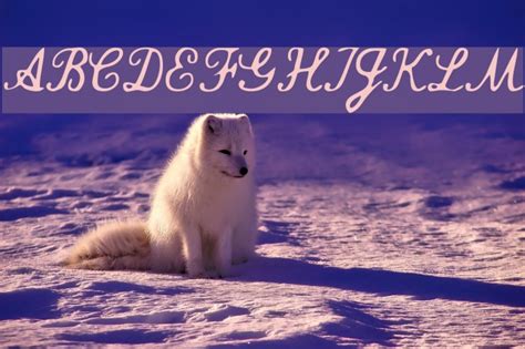 Commercial Script Font