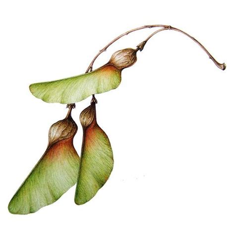 Pin By Lyne Gorjup On Drawing Botanical Drawings Botanical Painting Botanical Art