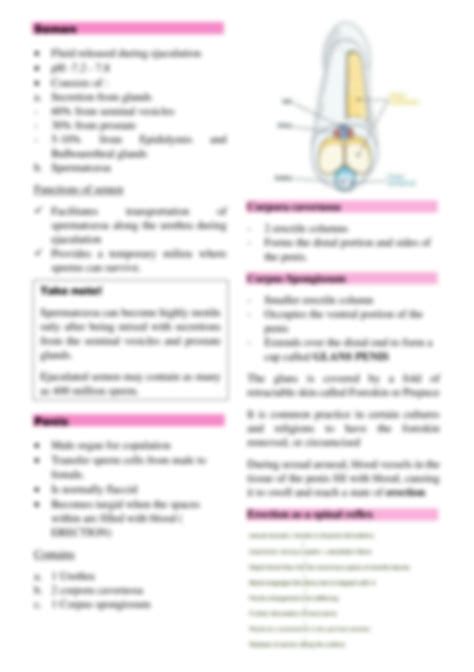 Solution 16 Anatomy And Physiology Reproductive System Studypool
