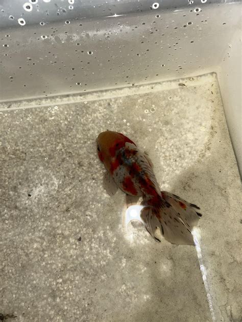 Help Me Sex This Goldie Rgoldfish Help Me Sex This Goldie Rgoldfish