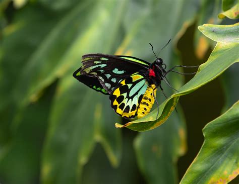 Weird And Wonderful Vol 6 Queen Alexandras Birdwing Ornithoptera