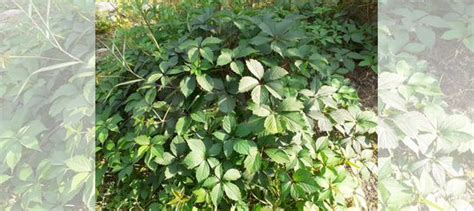 Девичий виноград купить в Санкт Петербурге Товары для дома и дачи Авито