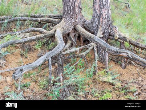 Exposed Tree Root System Stock Photos Exposed Tree Root System Stock Images Alamy