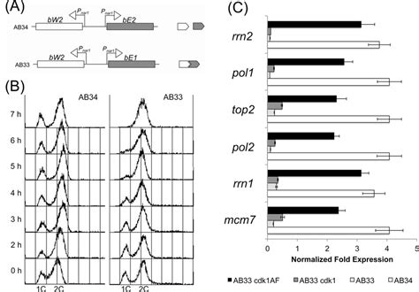 Absence Of Global Replication Delay Upon Activation Of The Genetic Download High Resolution