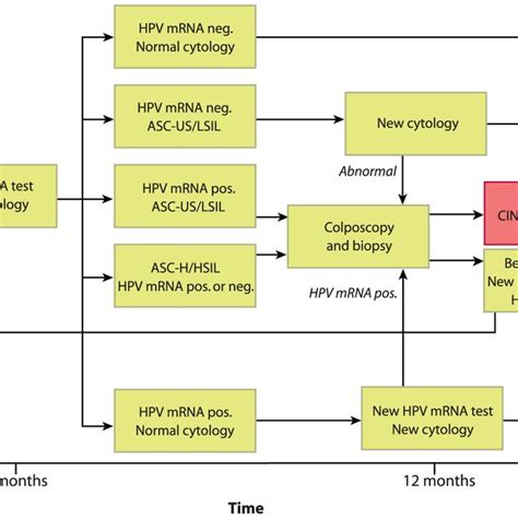 Flow Chart Showing The Guidelines For Hpv E6 E7 Mrna Testing Women Download Scientific Diagram