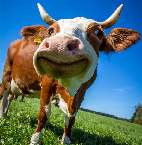 Download A Cow In A Field