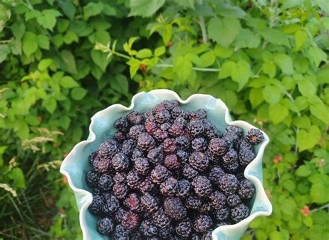 Black Raspberry Bare Root Plant Etsy