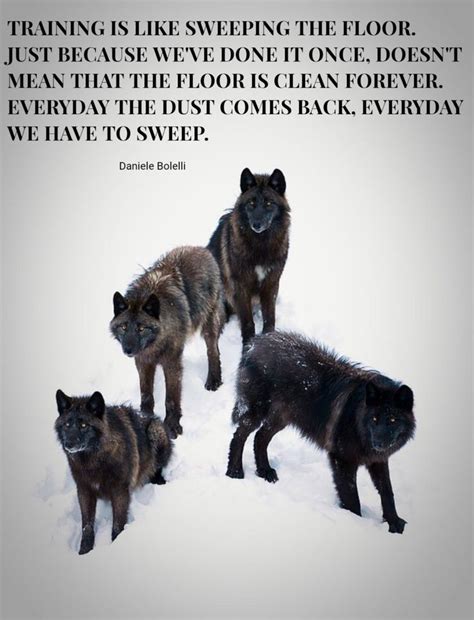 Powerful Wolf Quotes To Inspire Your Inner Strength