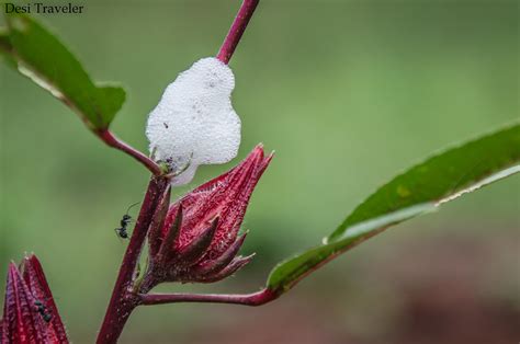 A Foam Like Bug Spittlebug