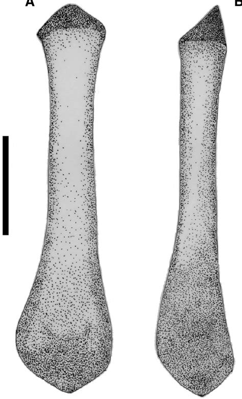 Baculum Of Toromys Grandis Mzusp4722 Scale Bar 2mm Download Scientific Diagram