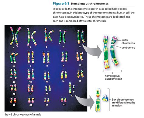 Solved Figure 91 Homologous Chromosomes In Body Cells The