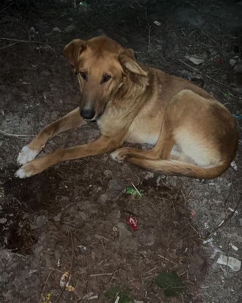 Лашкова Людмила В Байсерке ходит высокий и очень худой пёс Пол не посмотрела Голодный