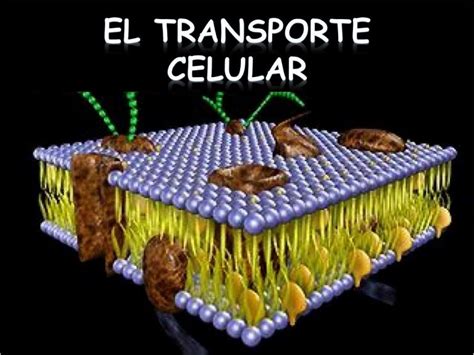Transporte Celular