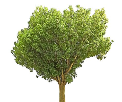 Tree Isolated On White Stock Photo Image Of Ornamental
