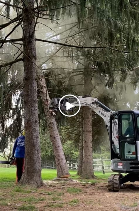 The Tree Connection Tree Services Coatesville PA