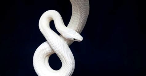 하얀 뱀 꿈 해몽 5가지 나오는 보는 잡는 죽이는 하얀색