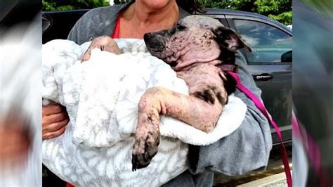 Его выбросили как мусор Он плакал и вилял хвостом Посмотрите в какого красавца он превратился