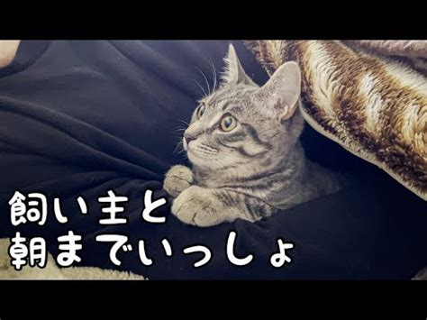 飼い主と一緒の布団で朝を迎える子猫が可愛すぎる件 動物犬猫 他色々まとめ動画