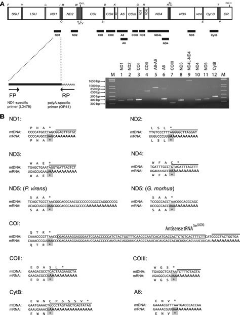 Mapping Of Polya Sites At The 3′ Ends Of H Strand Specific Download Scientific Diagram