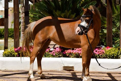 Elsa Meet The Horses About Us Alia Alassaf Academy